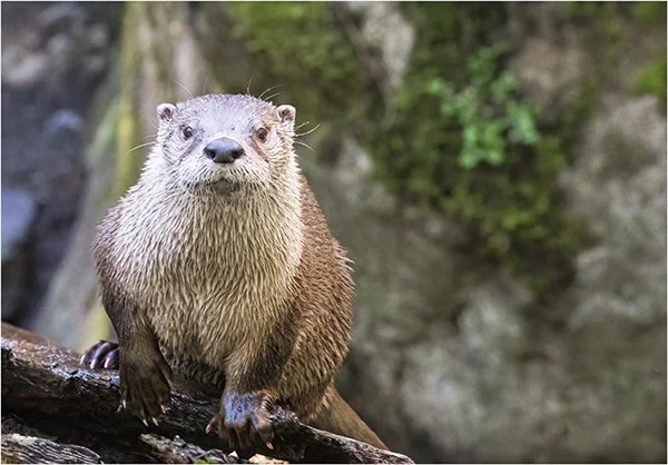 That's Quite the Balancing Act You've Got Going On, Otter — The Daily Otter