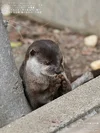 Designing. Plotting. Scheming. — The Daily Otter