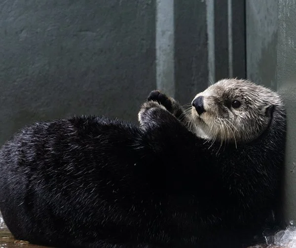 And Here's Sekiu All Grown Up — The Daily Otter