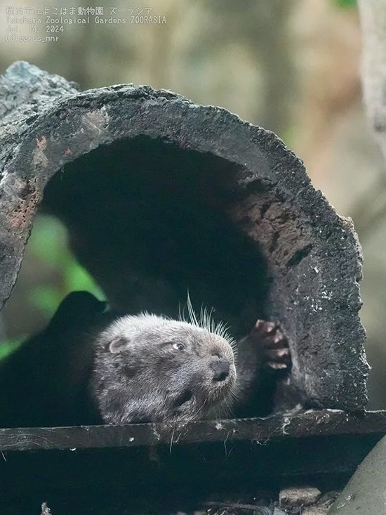 Mailbox Otter Will Take the Mail, Thank You — The Daily Otter