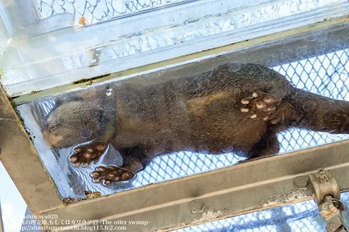 Toebeans! Toebeans! — The Daily Otter