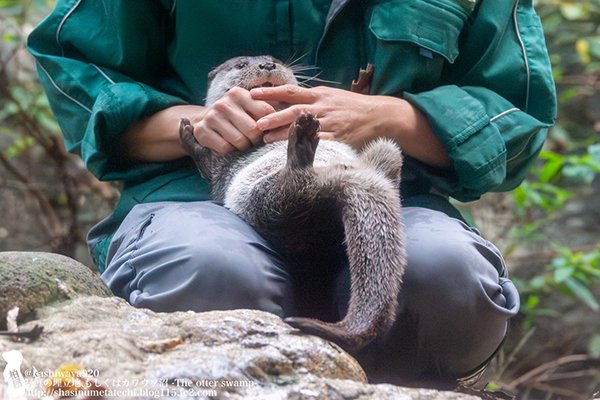 Otter Will Nom Human's Hand, No Matter What Human Has to Say About It ...