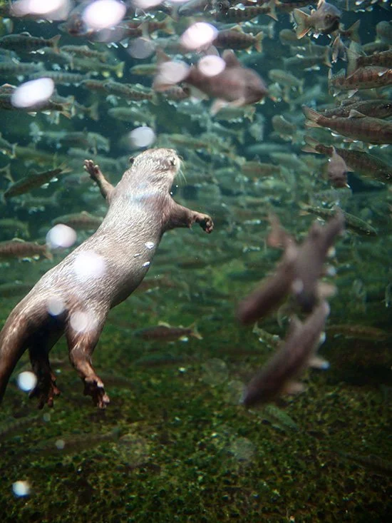 It's a Whole Different World Under the Water, Little Otter! — The Daily ...