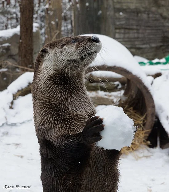 Now I'm Supposed to... THROW This at You? — The Daily Otter
