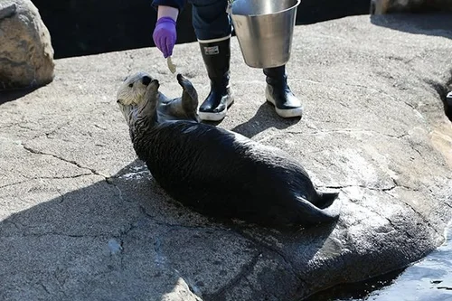 Lounging Sea Otter Receives a Snack — The Daily Otter