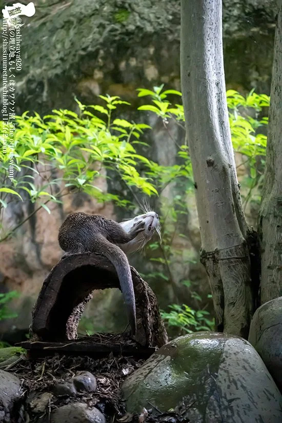 Otter's Chin Scratch Balancing Act — The Daily Otter