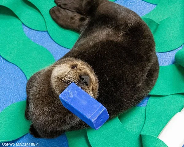 Why Is the Fur of Sea Otter Pups So Different? — The Daily Otter