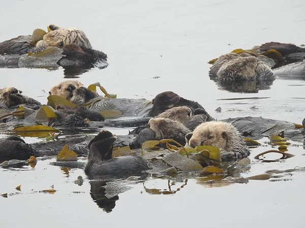 It's a Sea Otter Slumber Party — The Daily Otter
