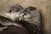 Nuzzles — The Daily Otter