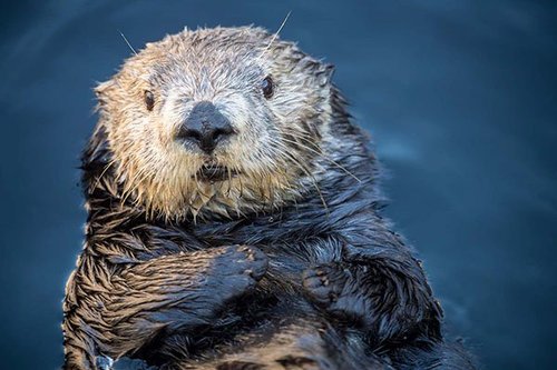 Therapist Sea Otter Asks What You Would Like to Talk About Today — The ...