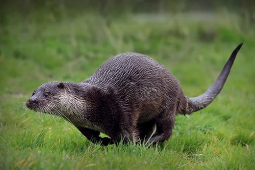 Otter Must Be Late for Snacktime — The Daily Otter