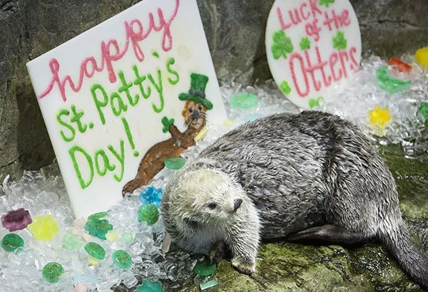 Throwback to Tasty, Frozen St. Patrick's Day Fun — The Daily Otter