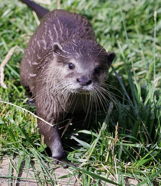 Otter Approaches Delicately — The Daily Otter