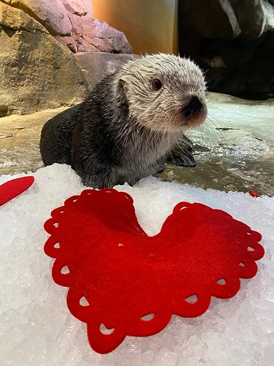 Sea Otters Celebrate Valentine's Day with Crafts and Treats — The Daily ...