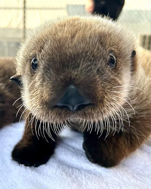 TFW It's World Otter Day — The Daily Otter