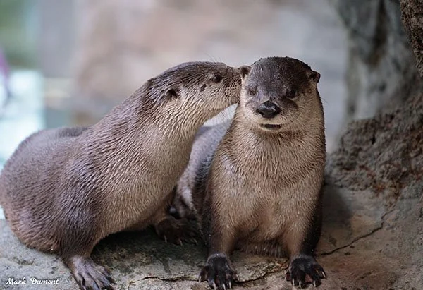 Otter Seems Impressed by His Friend's Plan — The Daily Otter