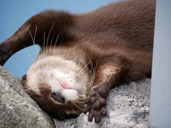 You're Not Going to Sleep Like That, Are You, Little Otter? — The Daily ...