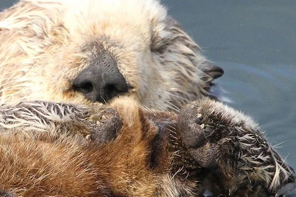 On Sea Otters' Claws — The Daily Otter
