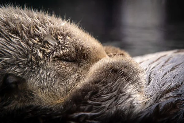 Mega Closeup of a Sleeping Sea Otter — The Daily Otter