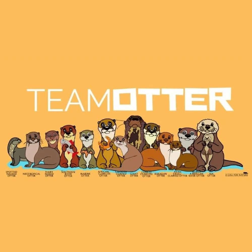 So Many Kinds of Otters, But All Cute — The Daily Otter