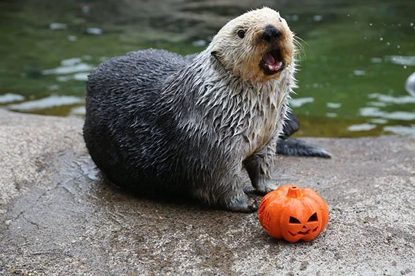 Sea Otter Wishes You a Happy Halloween With as Many Treats as Possible ...
