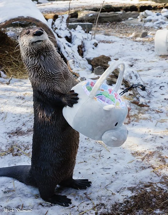 Otter Is Having a Great Easter — The Daily Otter