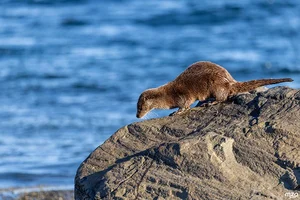Someotter Else Can Be King Now — The Daily Otter