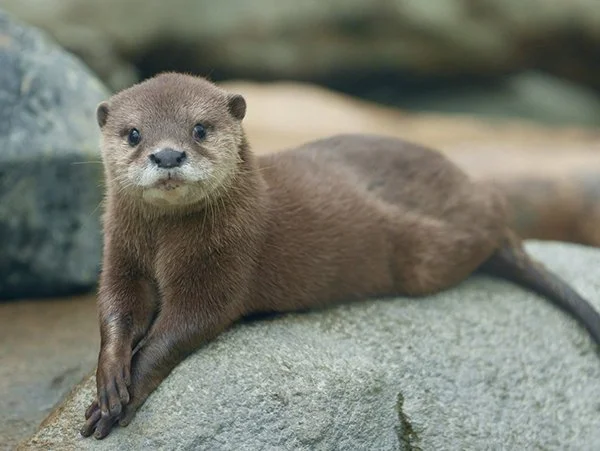 Little Otter Poses for His First Professional Portrait — The Daily Otter