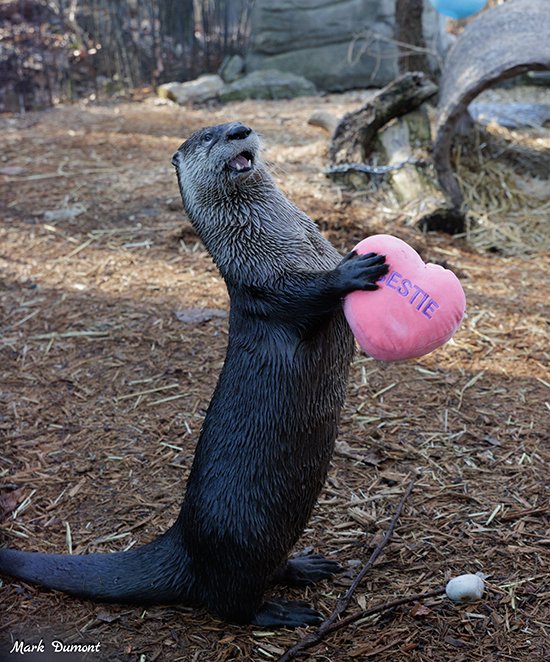 Otter Wishes You a Happy Valentine's Day — The Daily Otter
