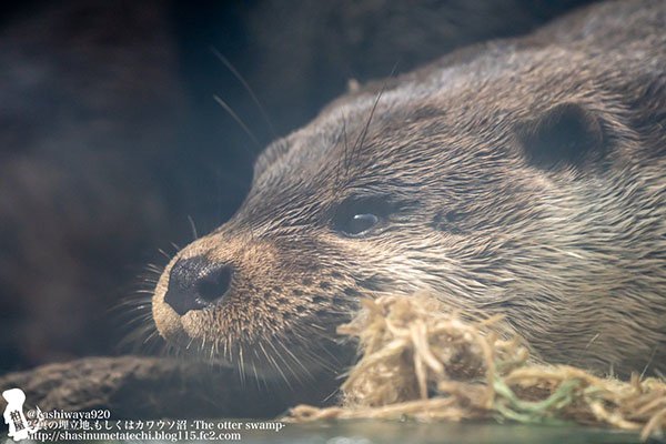 Otter's Snoot Is Long and Cute — The Daily Otter