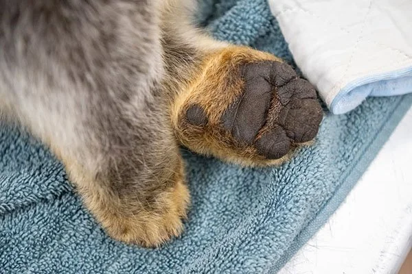 Sea Otter Gets a Root Canal — The Daily Otter