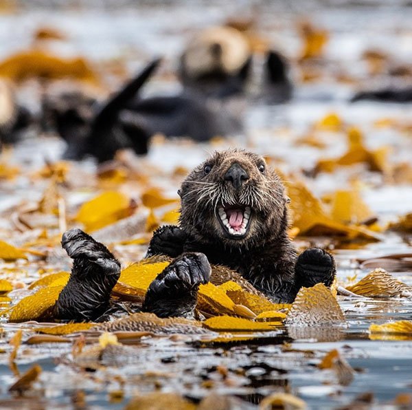 It's a New Year, Human! — The Daily Otter
