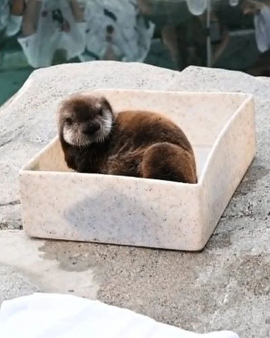Happy Second Rescueversary, Tofino! — The Daily Otter