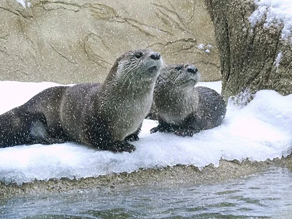 It's Snowing! There's More Snow! — The Daily Otter