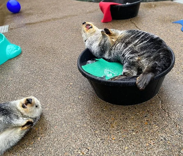 It's Friday, Party Like You're a Sea Otter! — The Daily Otter