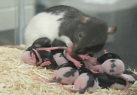 Scientific Publications — Lambert Behavioral Neuroscience Laboratory