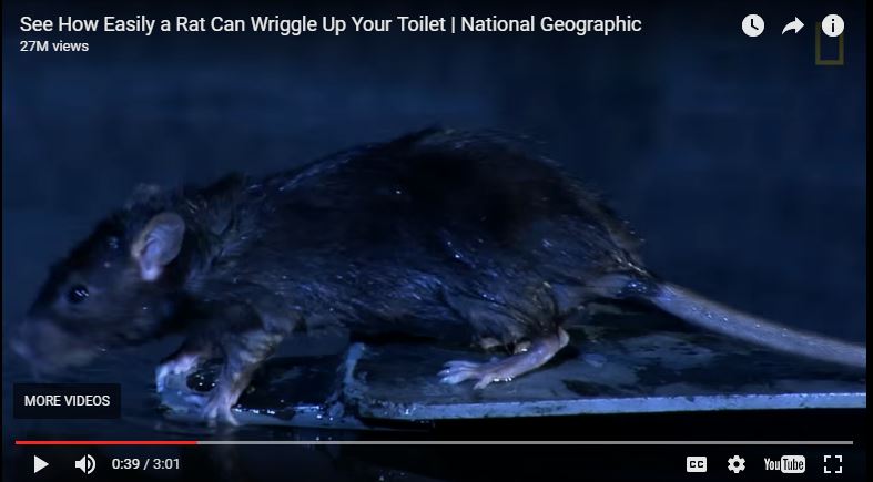 Fun Rat Facts — Lambert Behavioral Neuroscience Laboratory