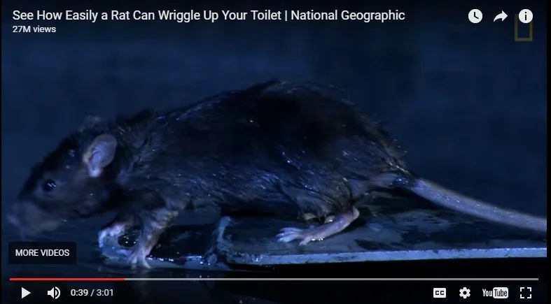 Fun Rat Facts — Lambert Behavioral Neuroscience Laboratory