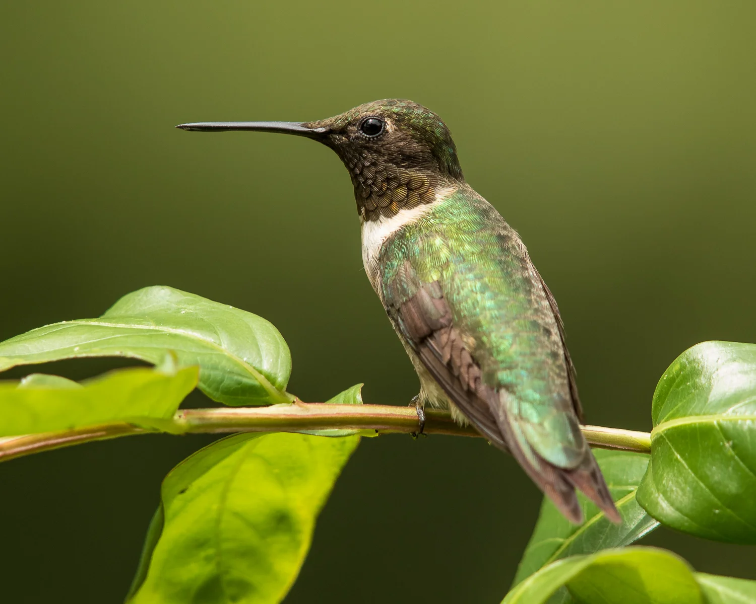 Audubon Hummingbirds