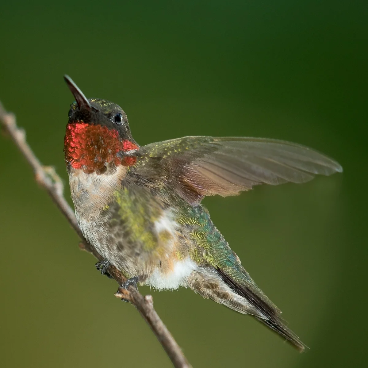 HSV Audubon