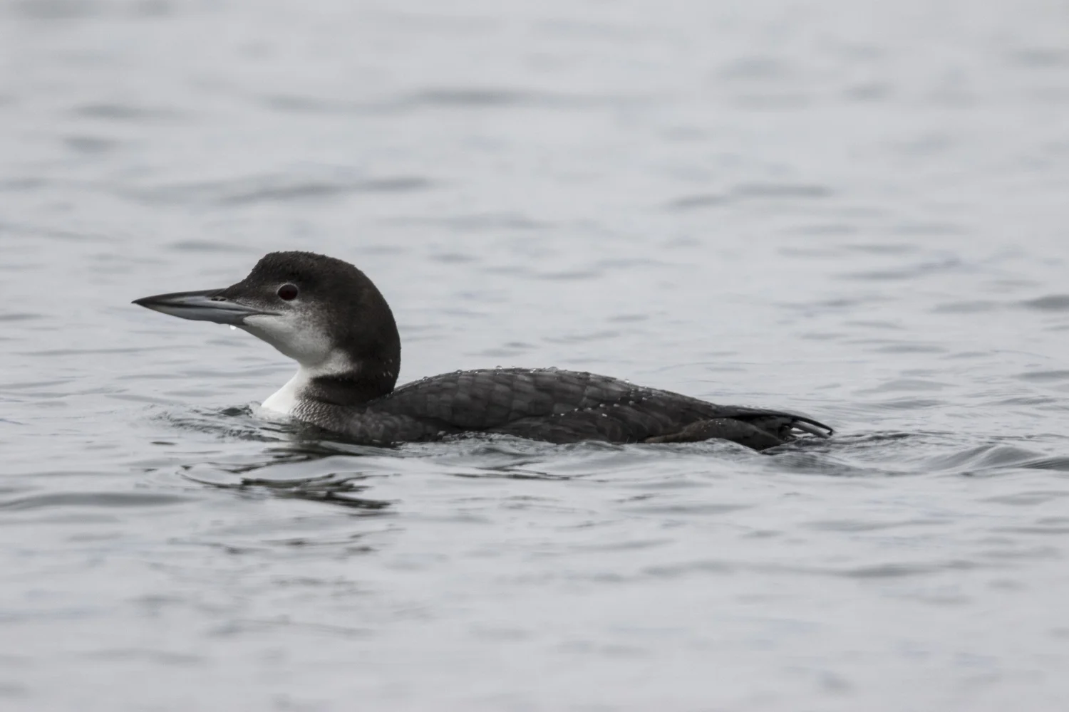 Loons In Winter