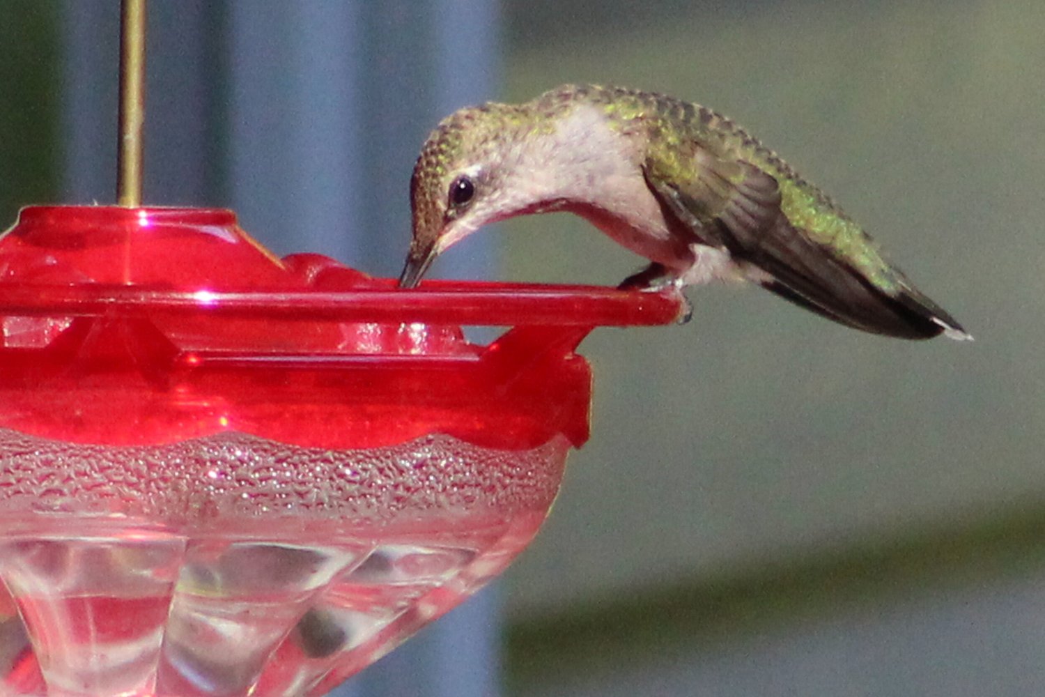 Audubon Hummingbirds