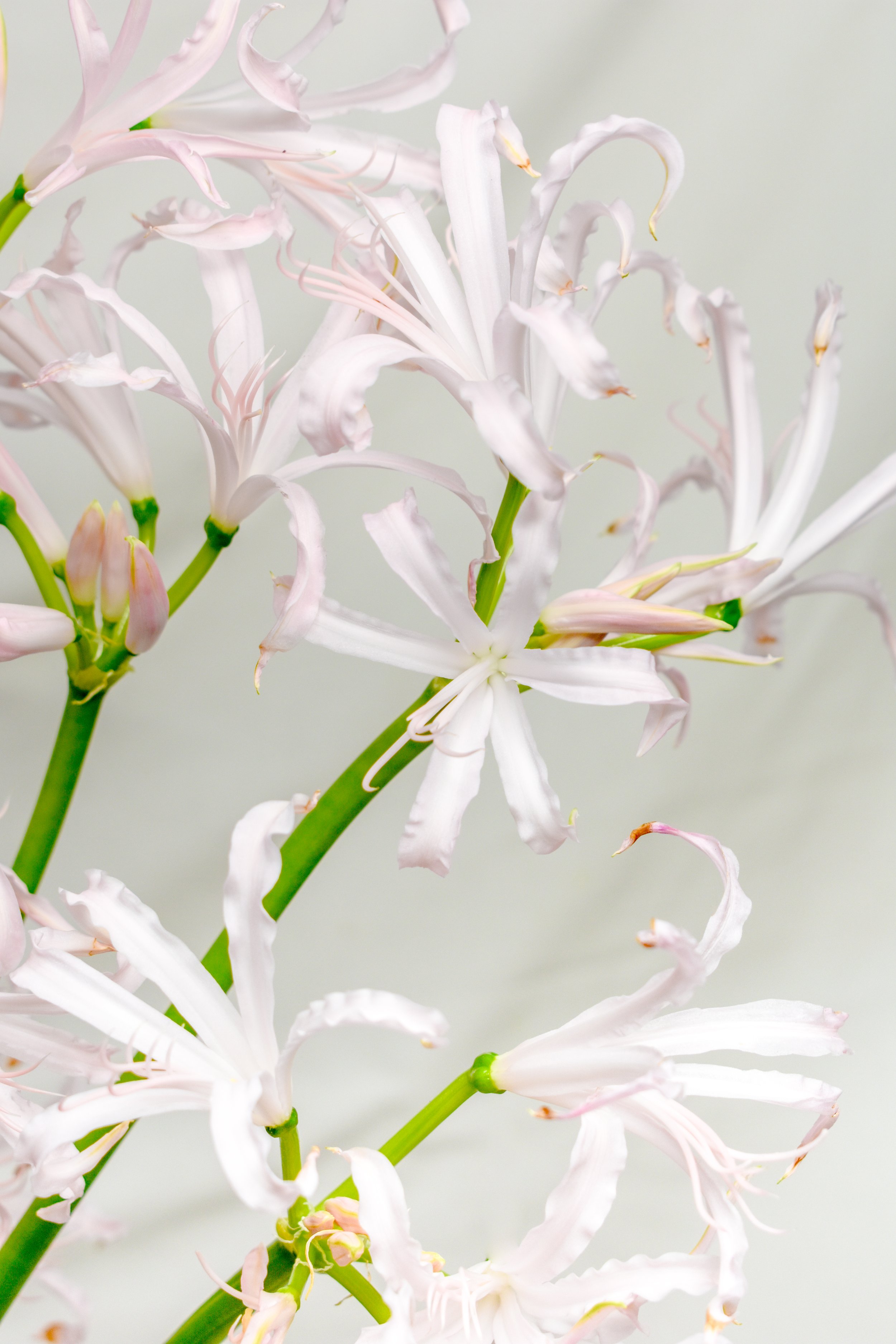 shop bouquets | florist in williamsburg — hanato floral design ...