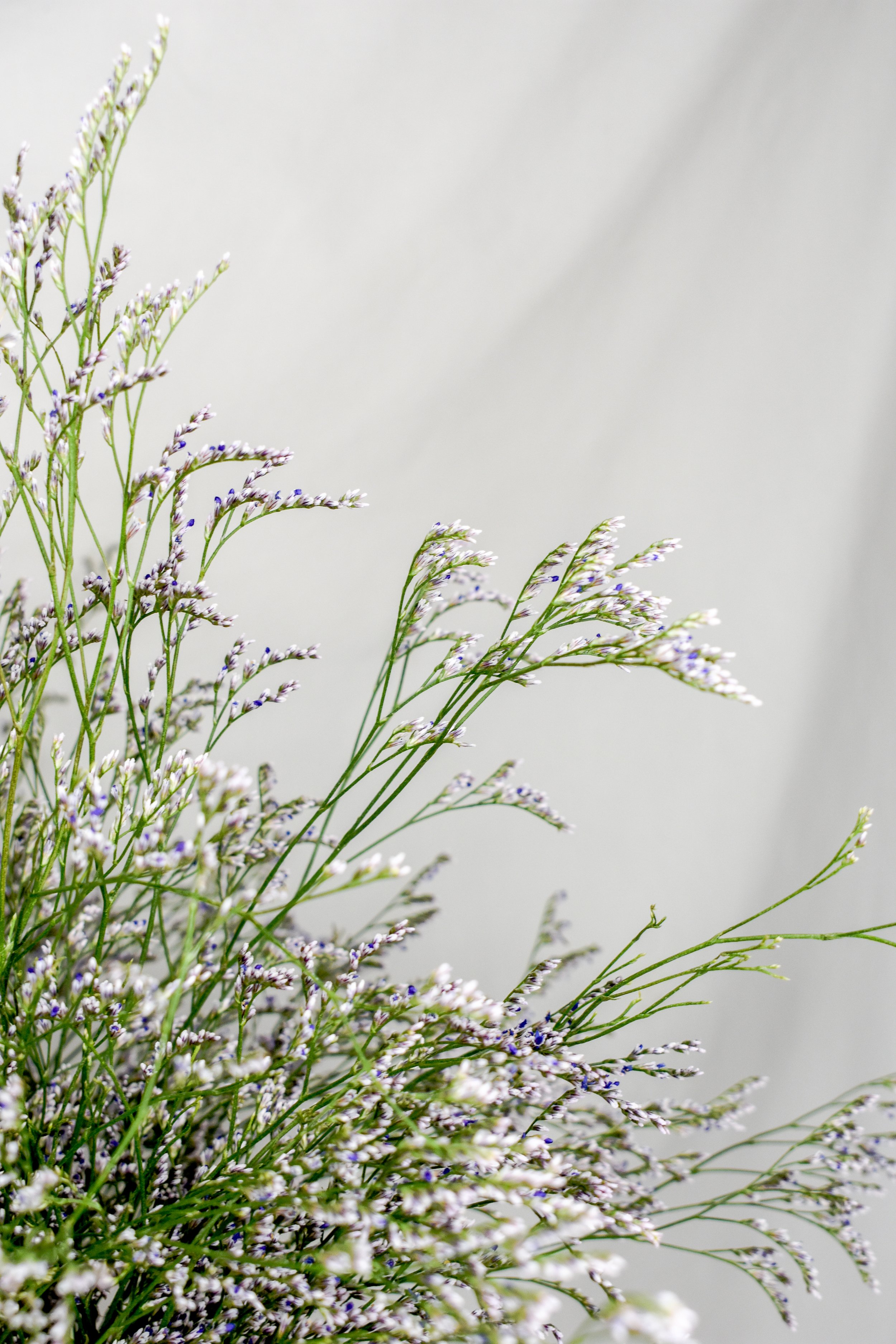 shop bouquets | florist in williamsburg — hanato floral design ...