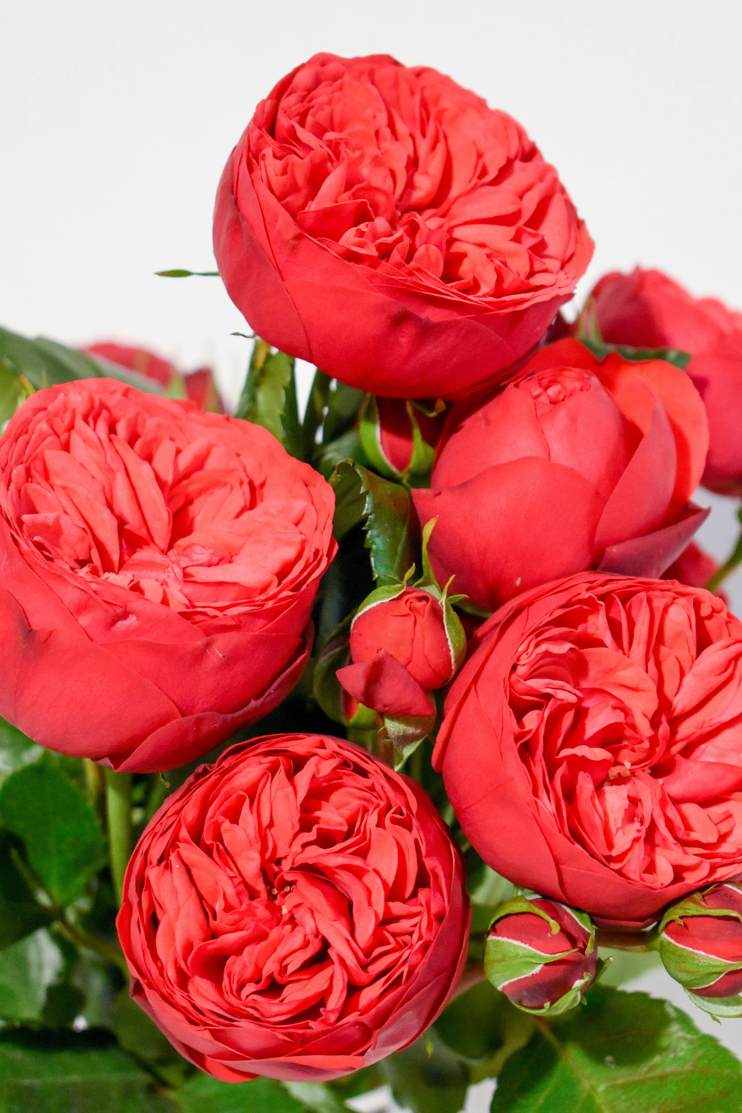 shop bouquets | florist in williamsburg — hanato floral design ...