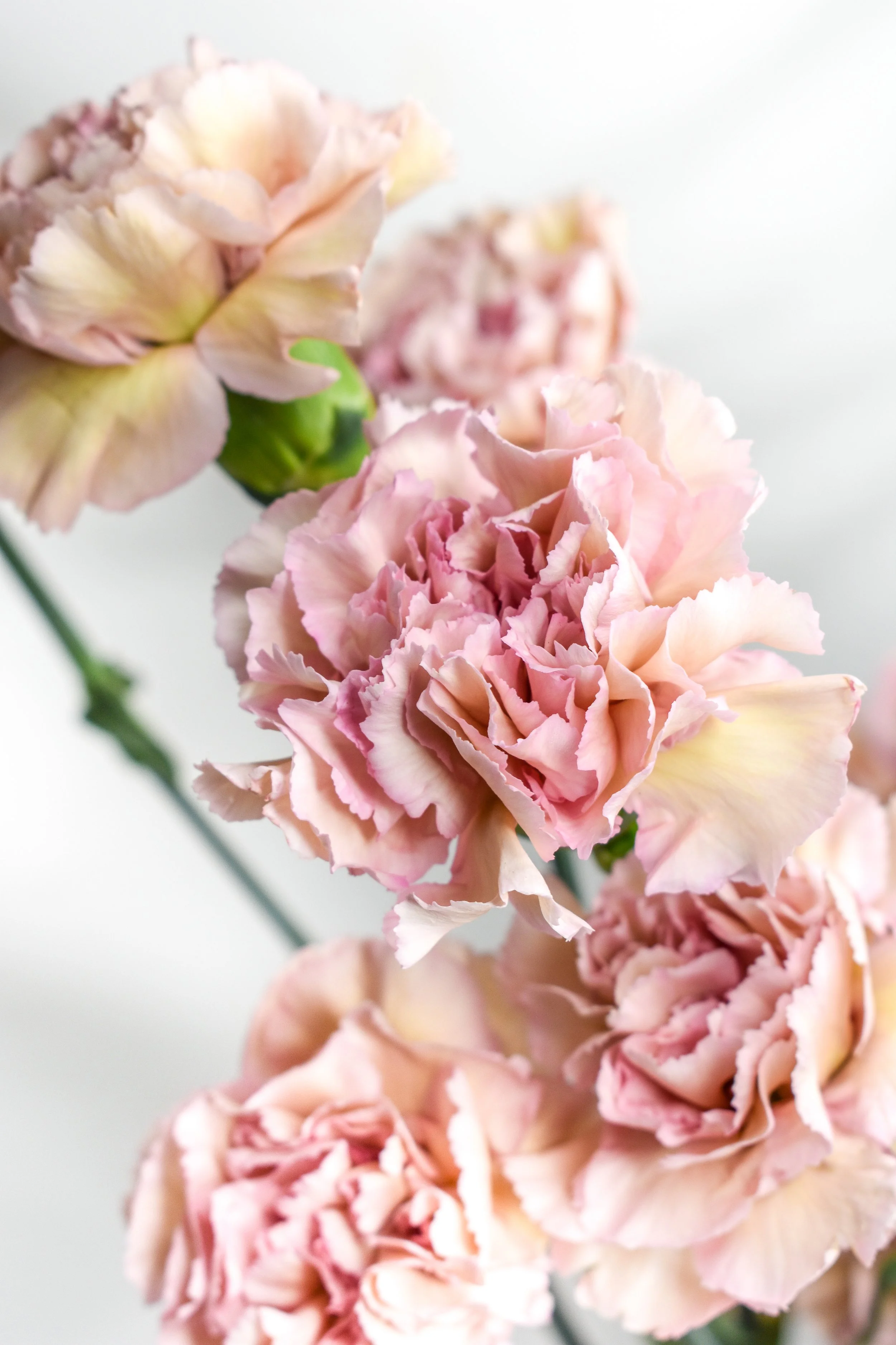 shop bouquets | florist in williamsburg — hanato floral design ...