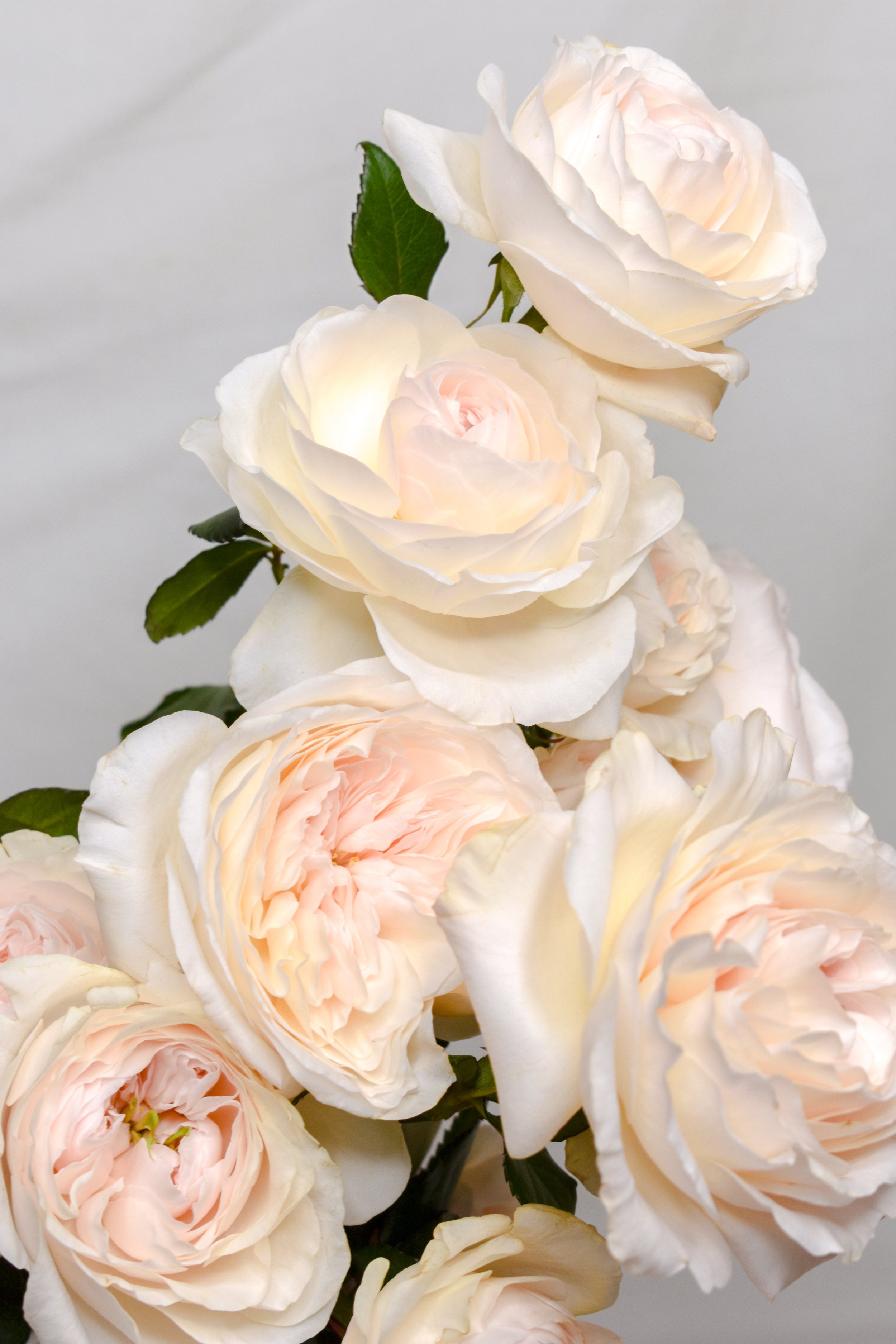 shop bouquets | florist in williamsburg — hanato floral design ...