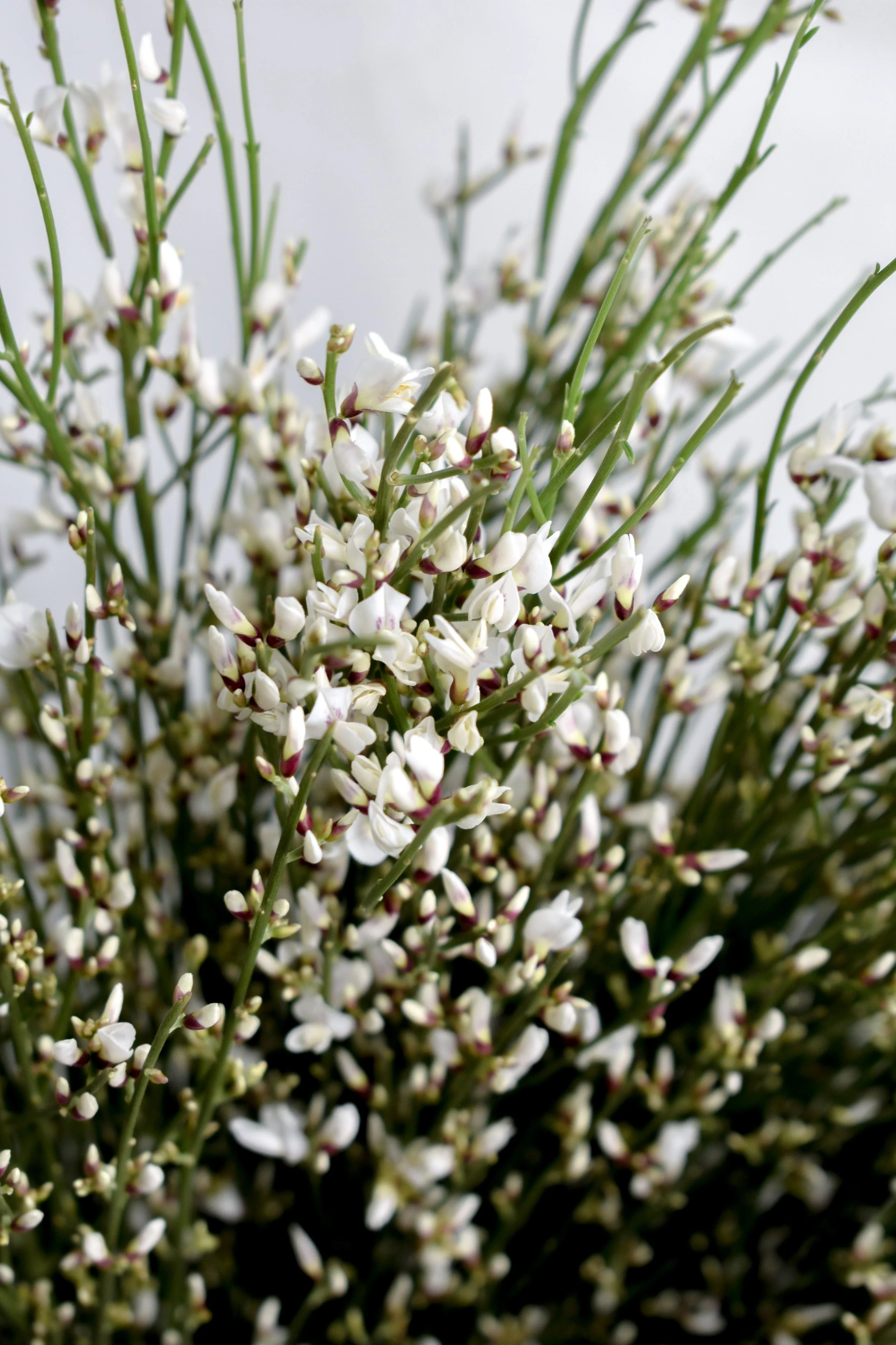 shop bouquets | florist in williamsburg — hanato floral design ...