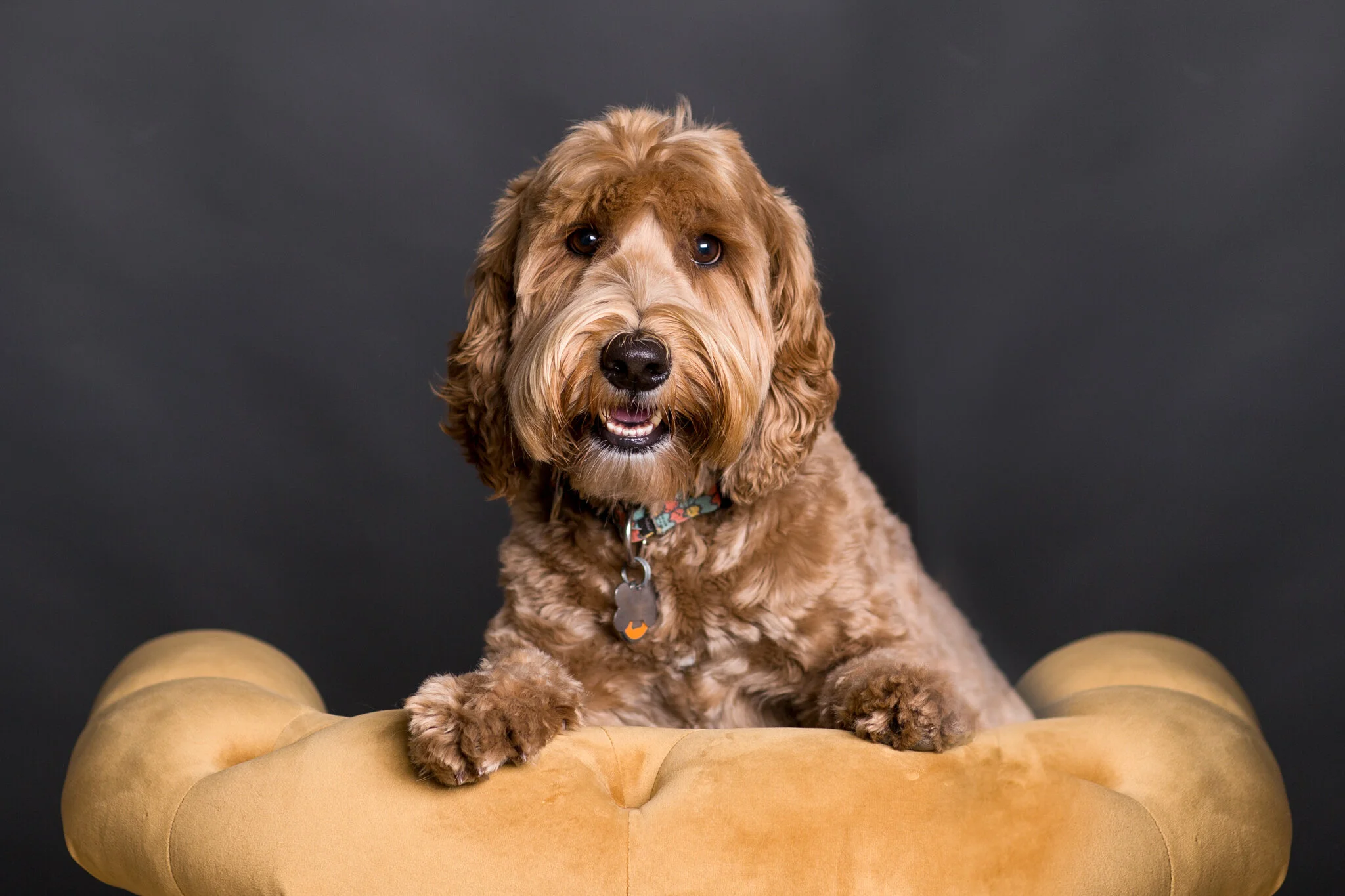 Seattle Pet Photography — Smallish