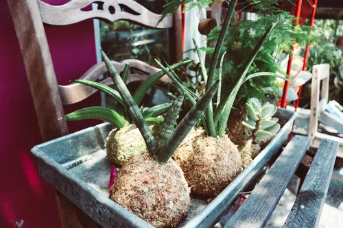 Root Orb & Care — Kreative Gardens